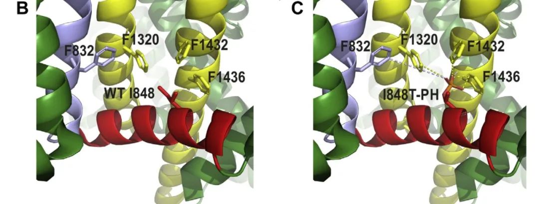 这个中国人首次在国际上报道了一个新的致病基因，老外follow他的研究发了Nature-轻识